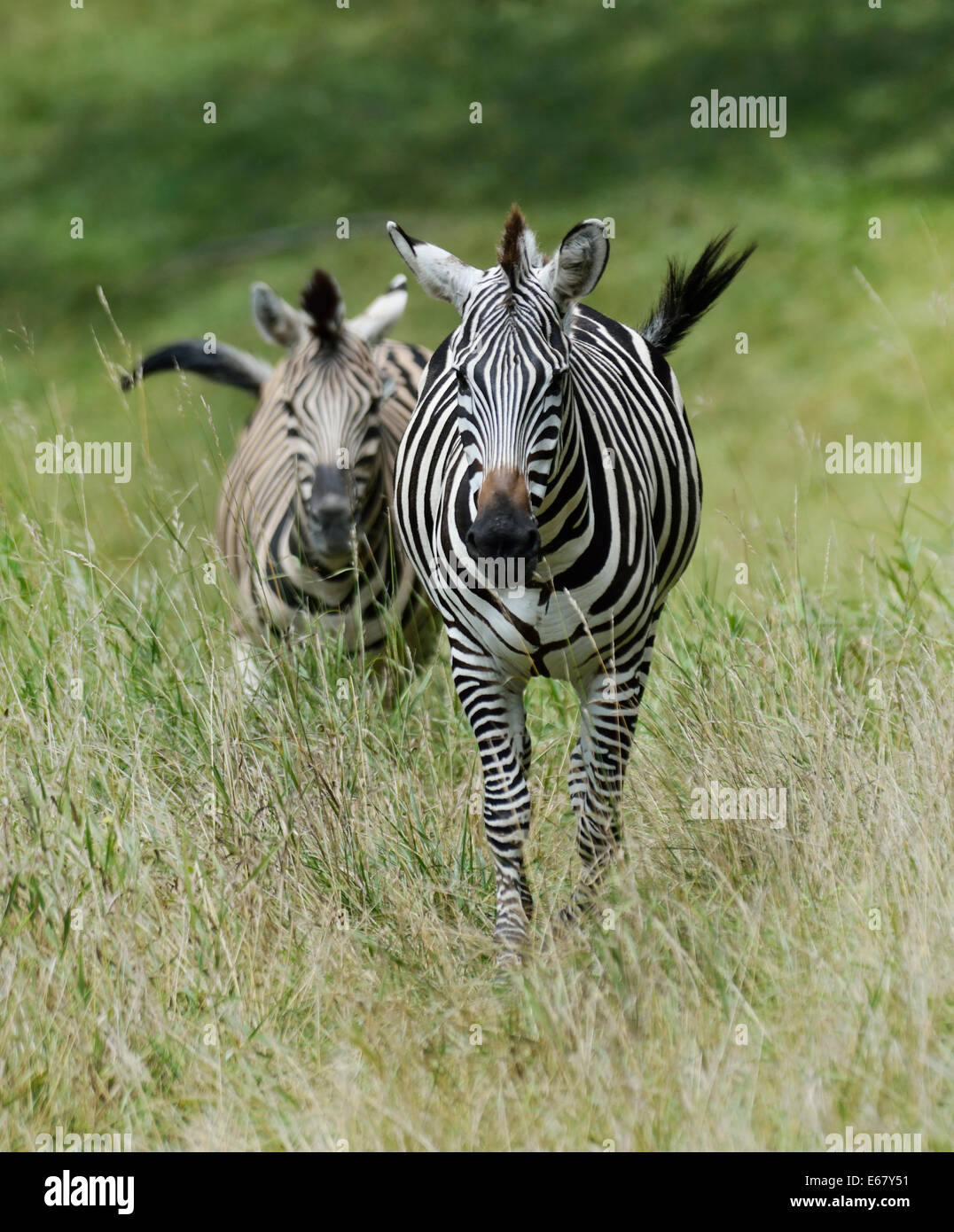 Two Zebras Running In The Tall Grass Stock Photo - Alamy