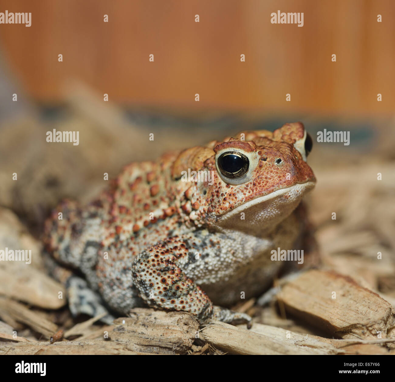 European Toad,Close Up Shot Stock Photo - Alamy