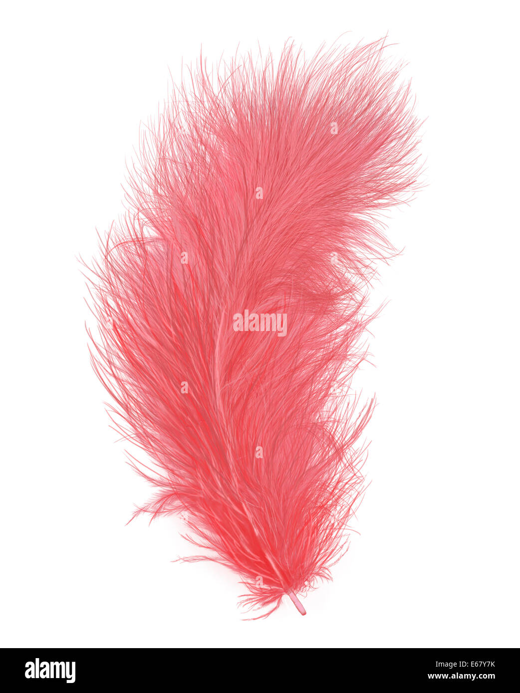 Pink Feather Isolated On White Background Stock Photo - Alamy