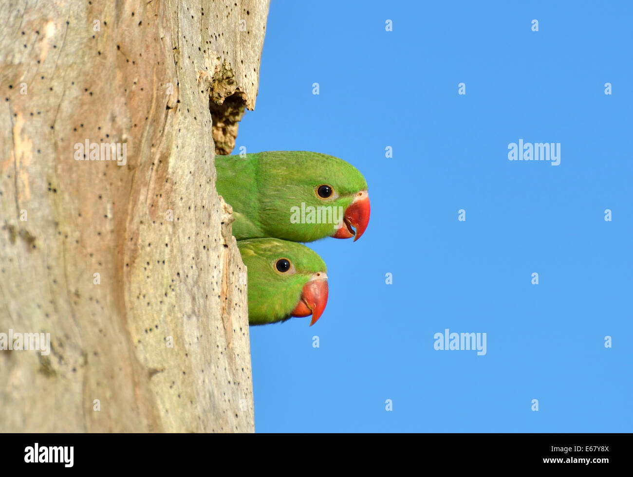 Ring necked parakeets uk nest hi-res stock photography and images - Alamy