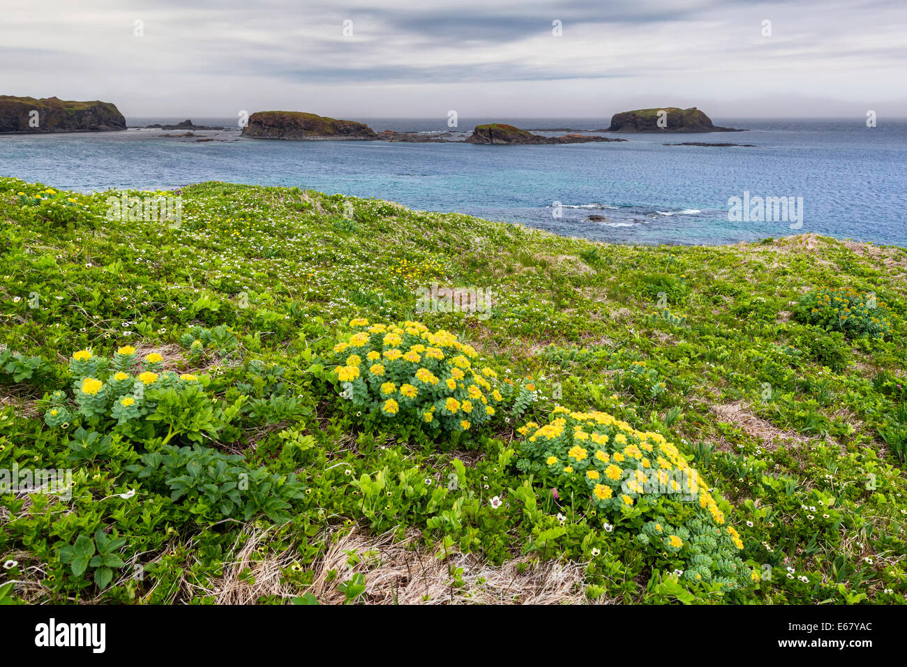 Wild flowers and islands Stock Photo - Alamy