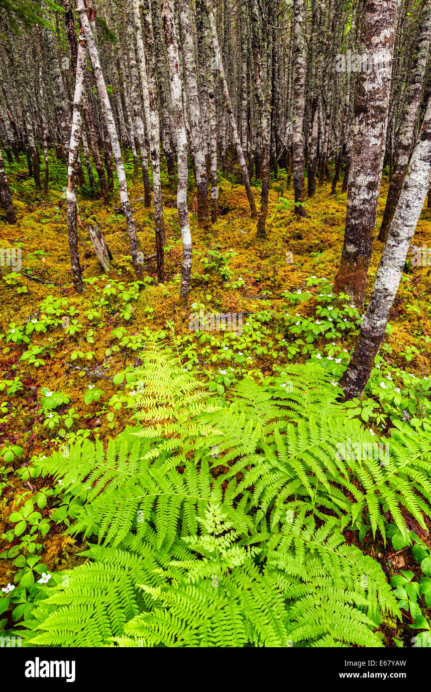Newfoundland forest hi-res stock photography and images - Alamy