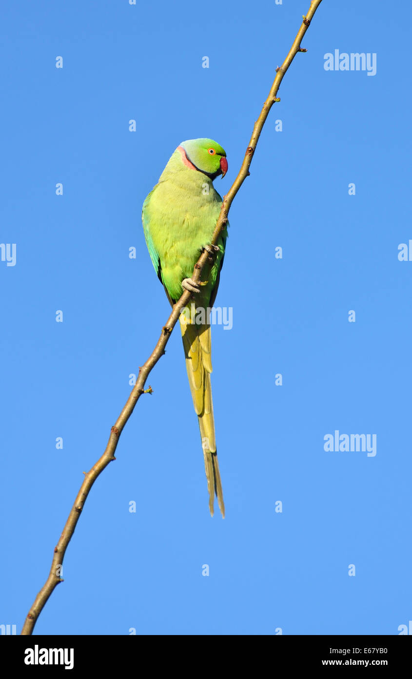 Rose ringed parakeets uk hi-res stock photography and images - Alamy