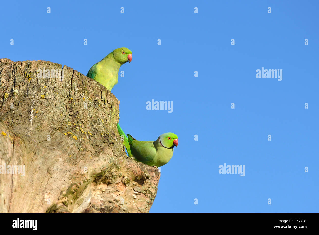 Parakeets london hi-res stock photography and images - Alamy
