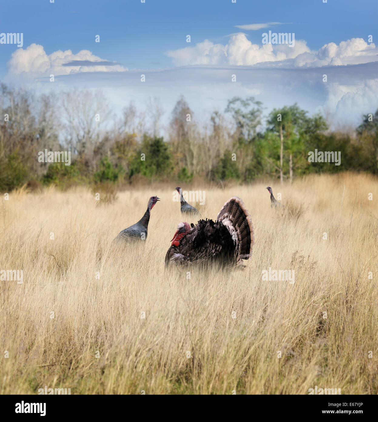Wild Turkeys In The Tall Grass Stock Photo - Alamy