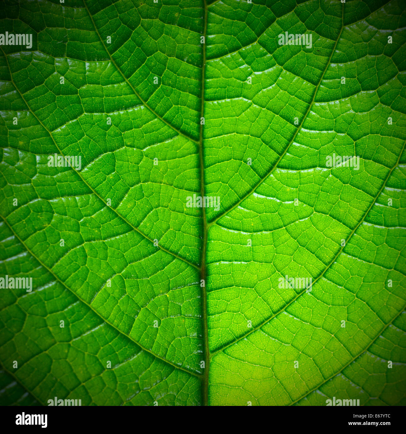Green leaf texture Stock Photo - Alamy