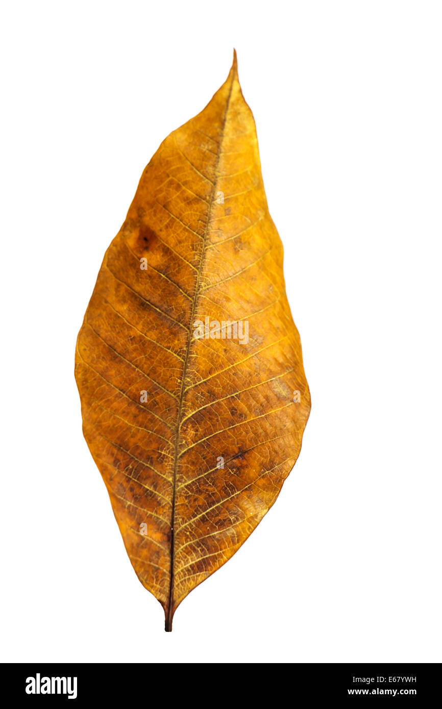 autumn leaf on white background Stock Photo - Alamy
