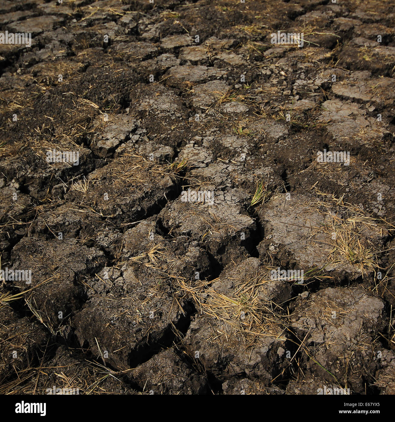Dry cracked earth as background or texture Stock Photo - Alamy