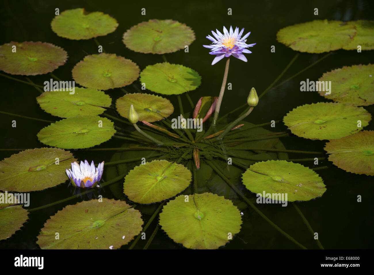 Lilly floating on a pond Stock Photo - Alamy
