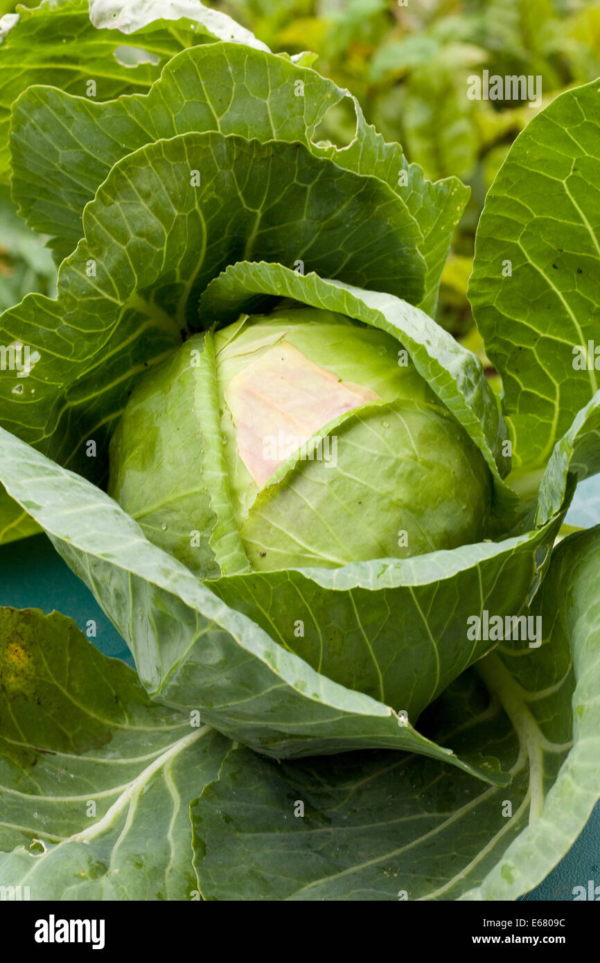 freshly picked cabbage Stock Photo - Alamy