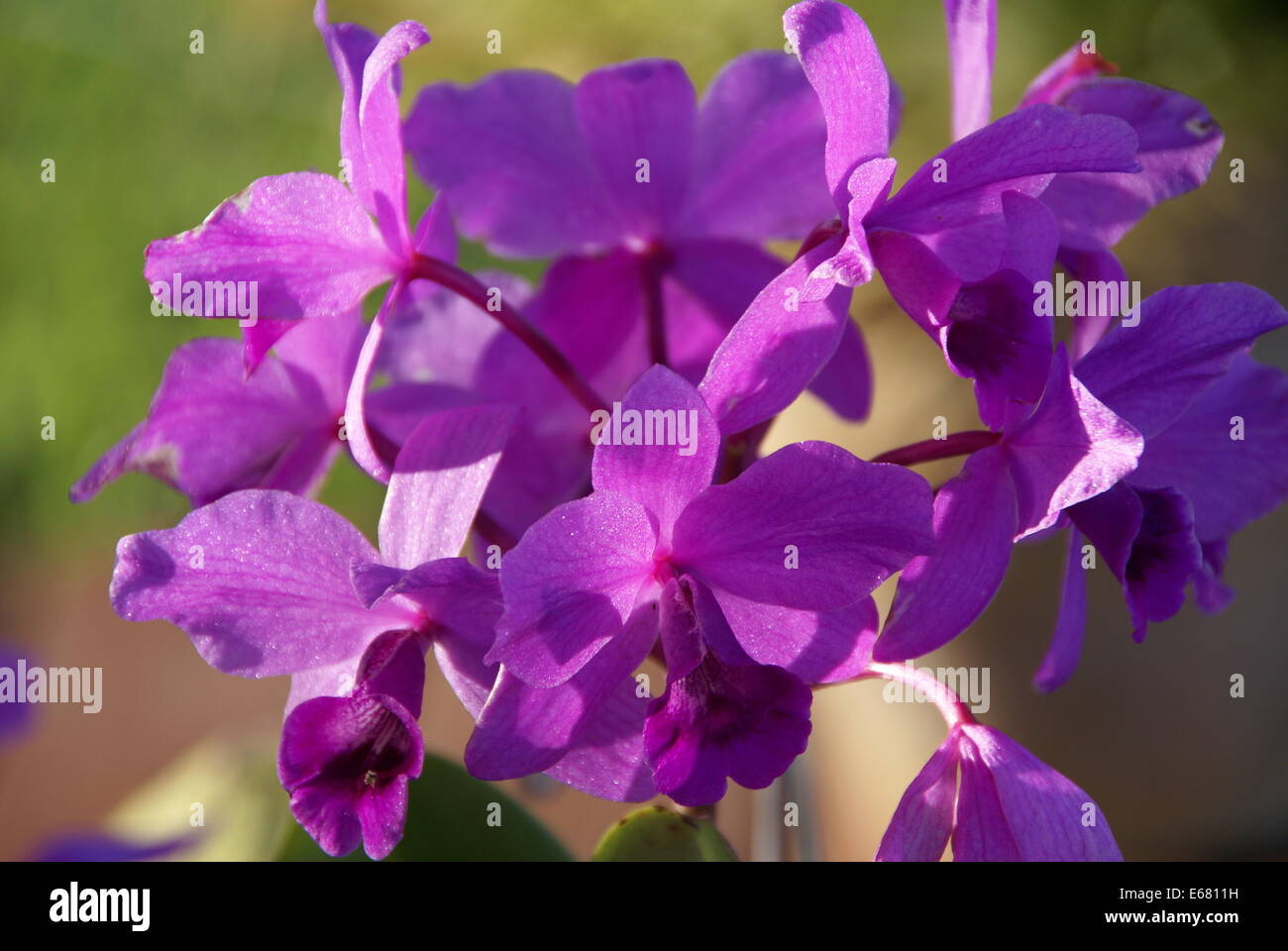 Multiple orchids hi-res stock photography and images - Alamy