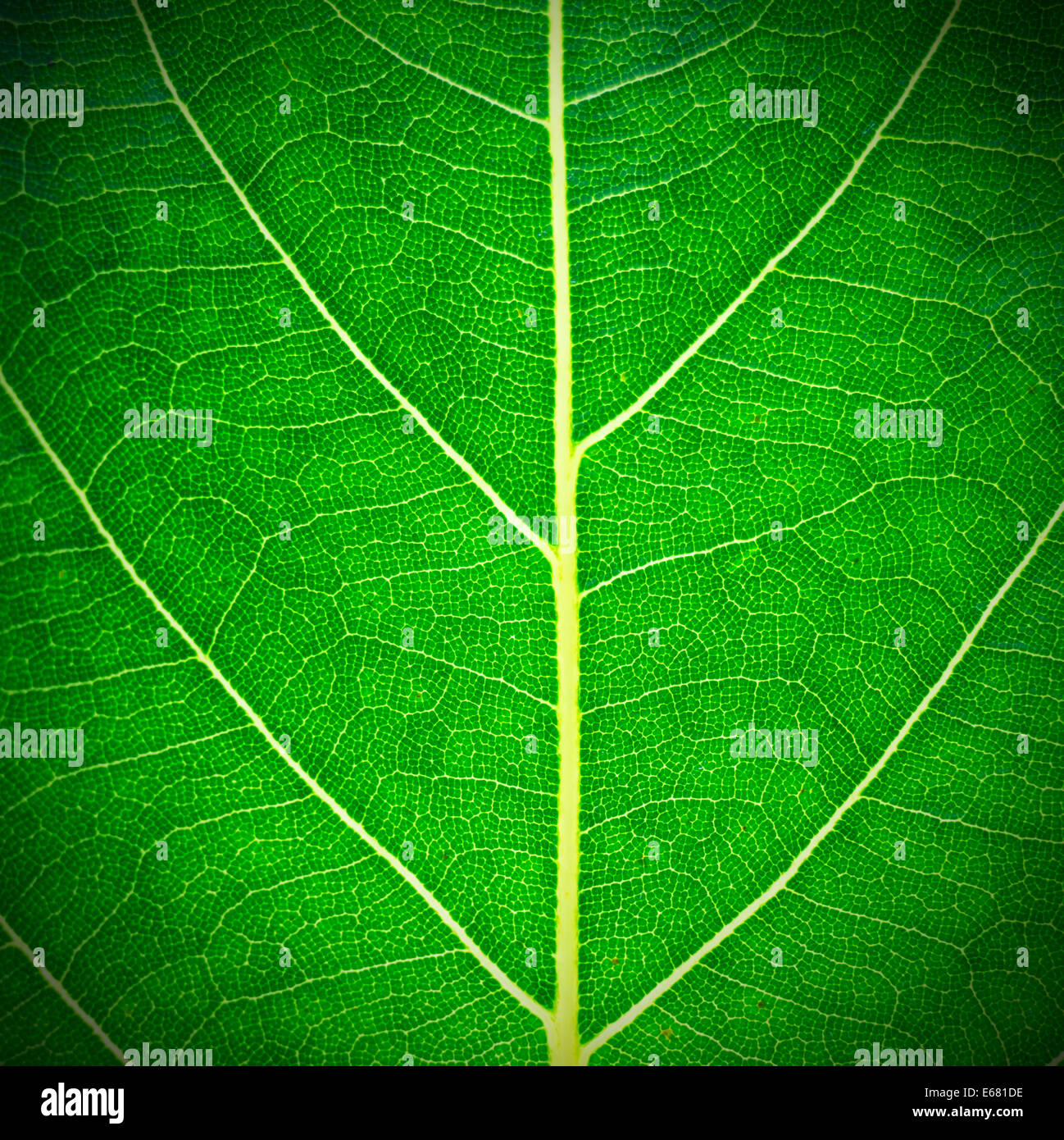 Green leaf texture Stock Photo - Alamy