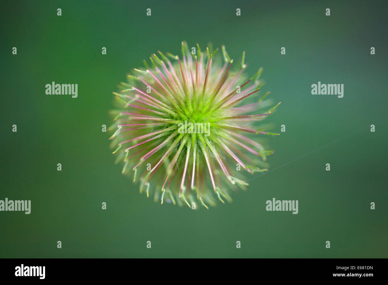 Fruit of the yellow avens (Geum aleppicum Stock Photo - Alamy