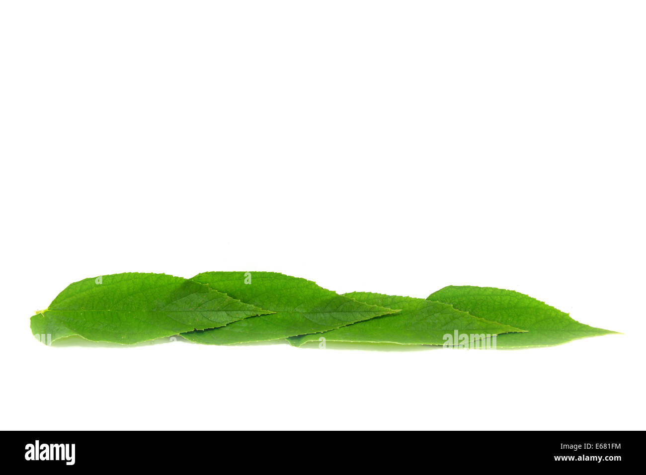 Smooth texture leaf Cut Out Stock Images & Pictures - Alamy
