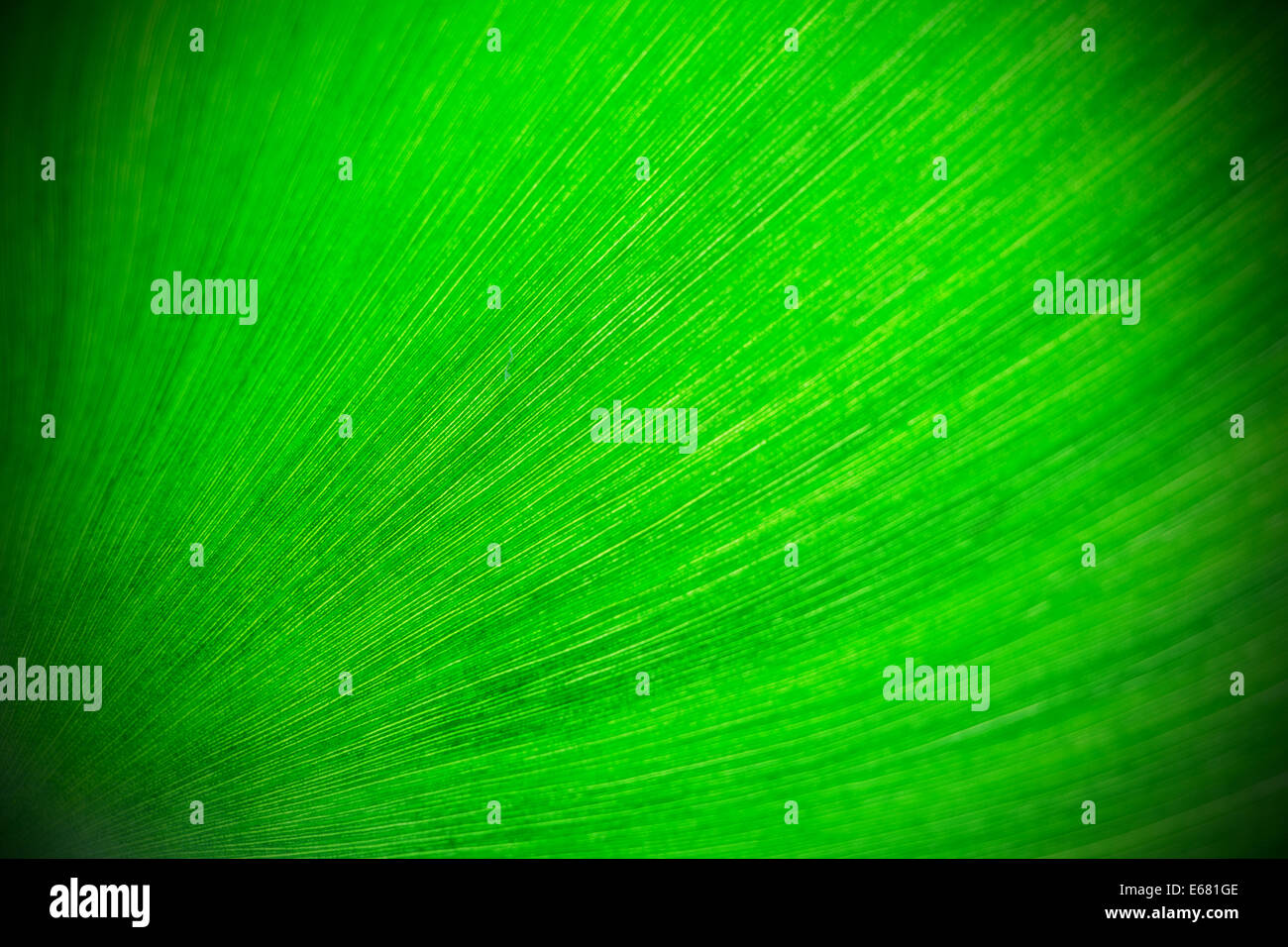 Green leaf texture Stock Photo - Alamy
