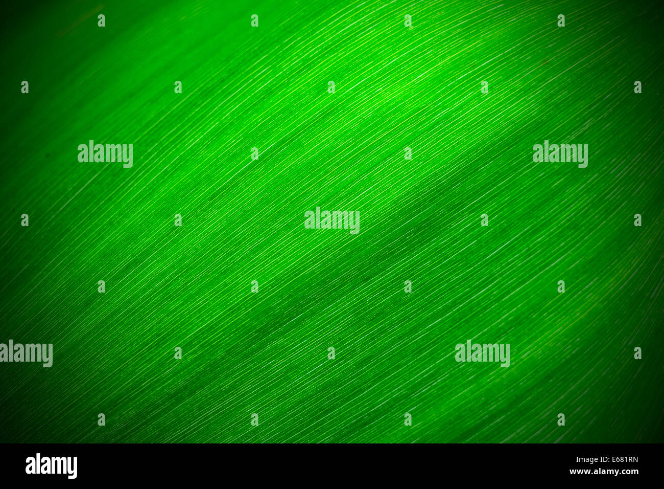 Green leaf texture Stock Photo - Alamy