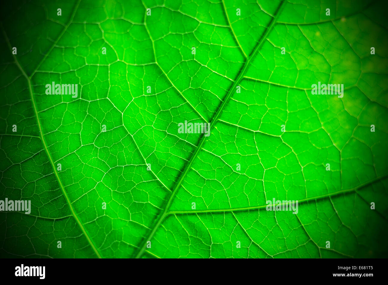 Green leaf background Stock Photo - Alamy