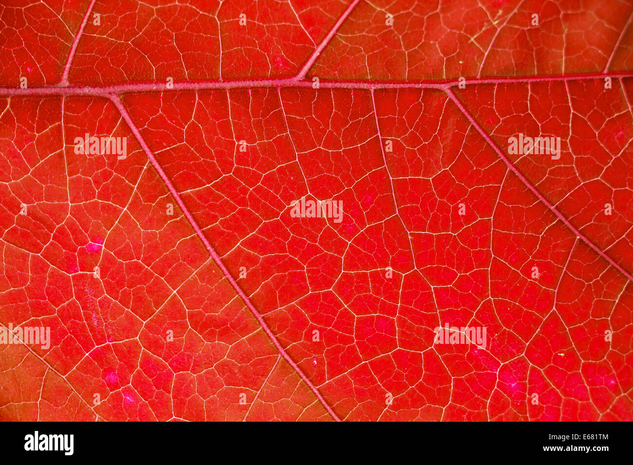 Red leaf texture Stock Photo - Alamy