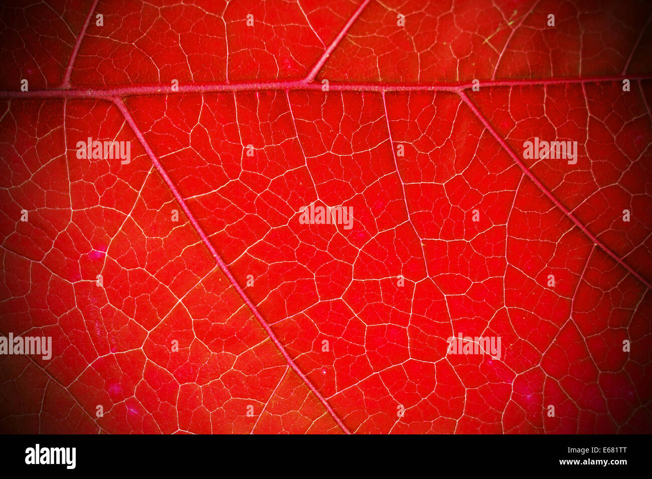 Red leaf texture Stock Photo - Alamy