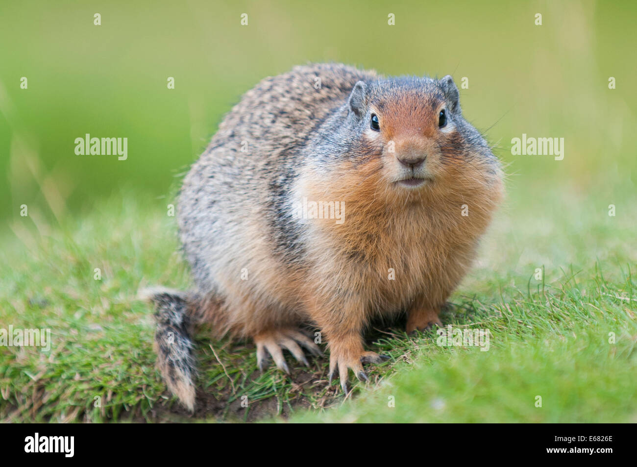 Columbian ground squirrel (spermophilus columbianus) rodent in hole ...