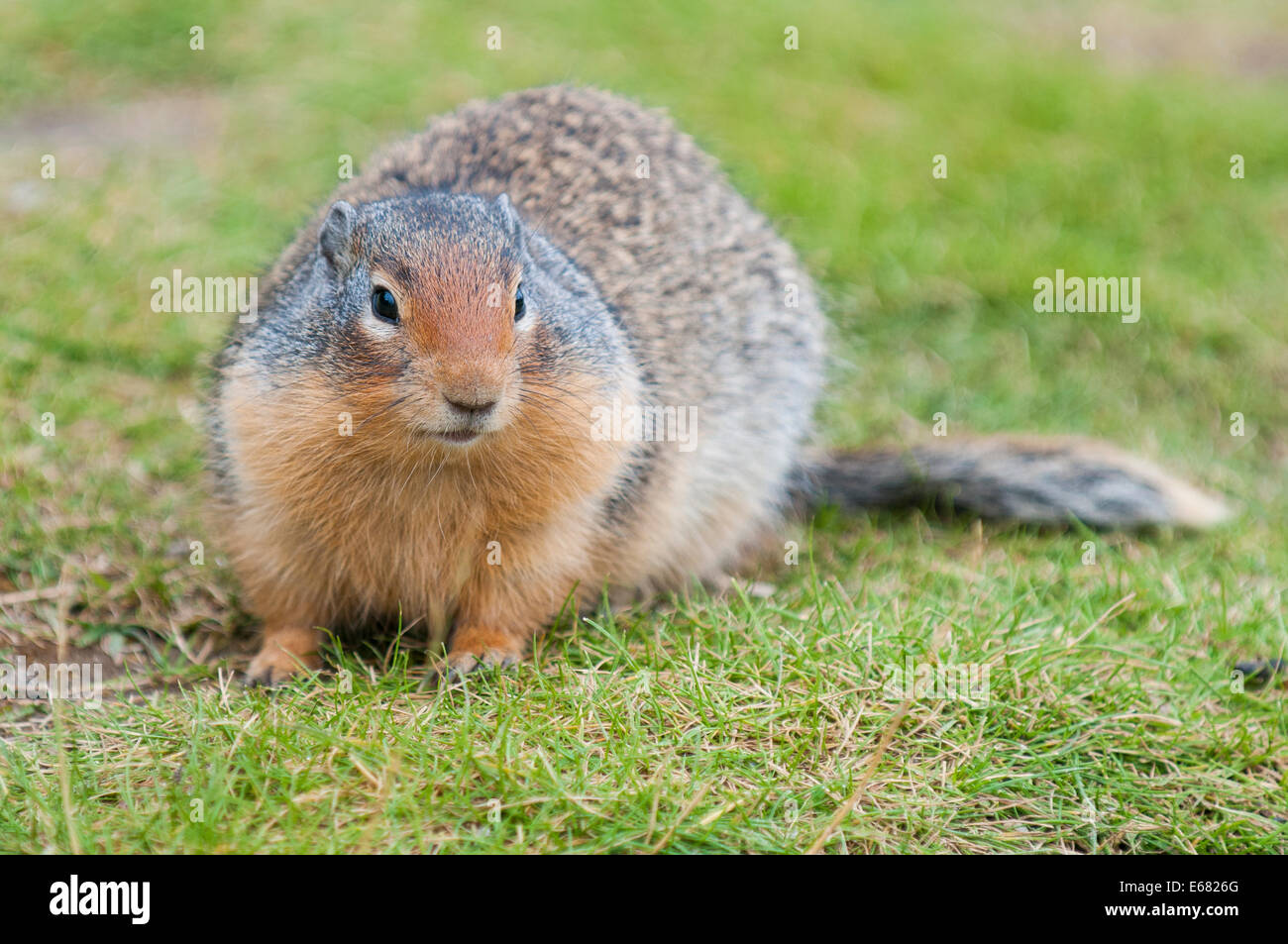 Columbian ground squirrel (spermophilus columbianus) rodent in hole ...