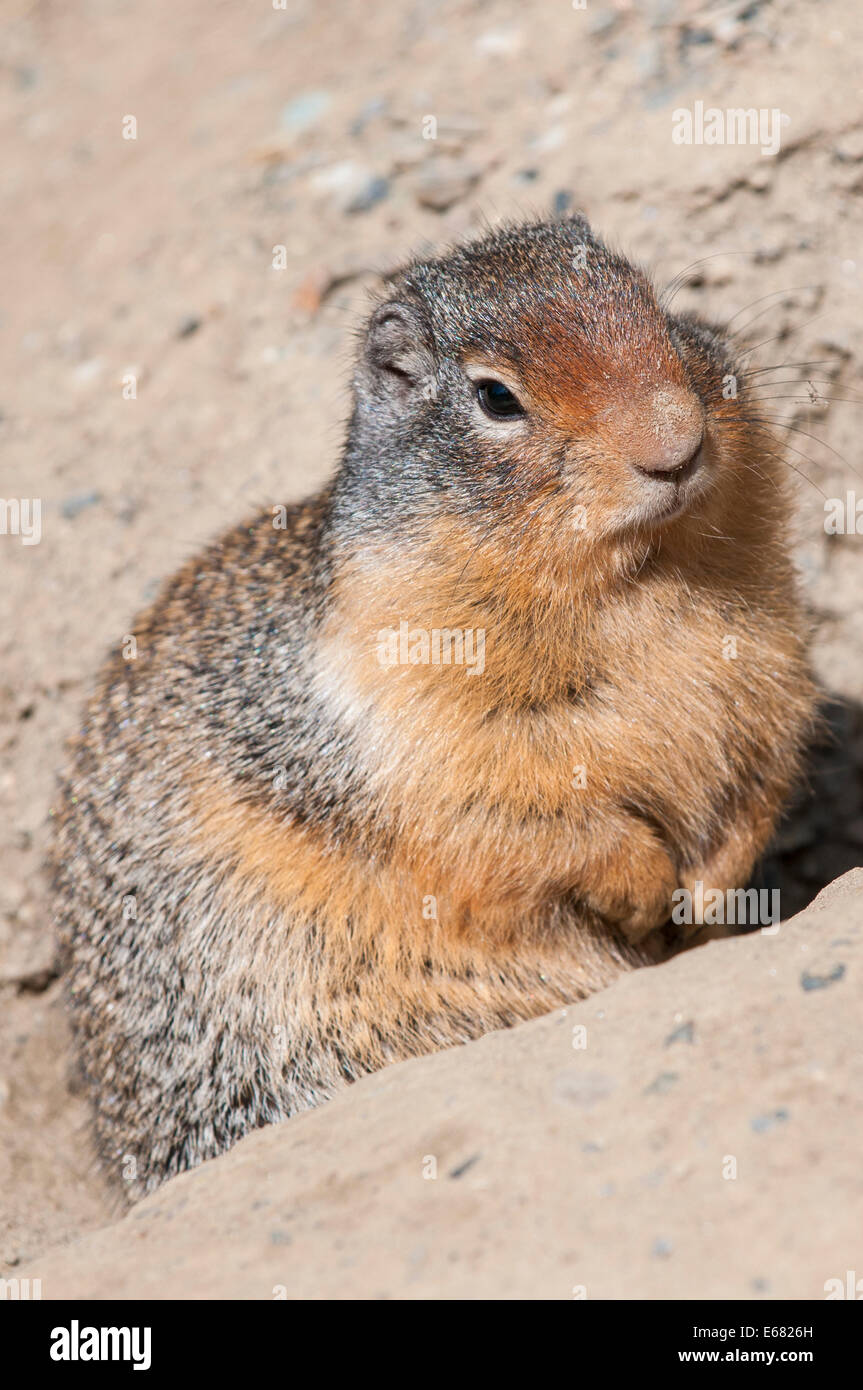 Columbian ground squirrel (spermophilus columbianus) rodent in hole ...