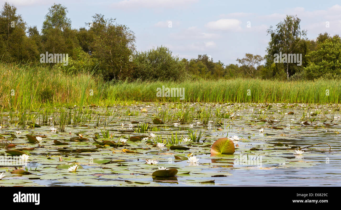 Typical view of a the swamp in National Park Weerribben in the ...