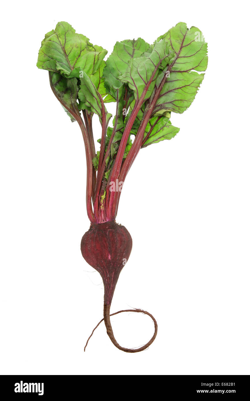 Beet root hi-res stock photography and images - Alamy