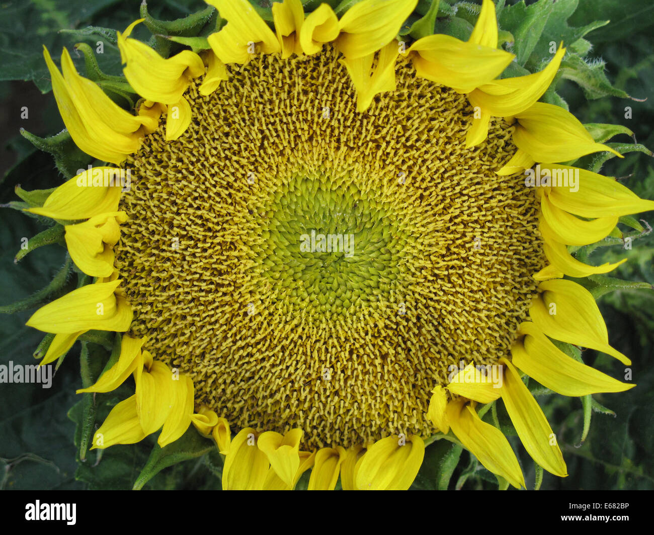 sunflower under the sun Stock Photo - Alamy