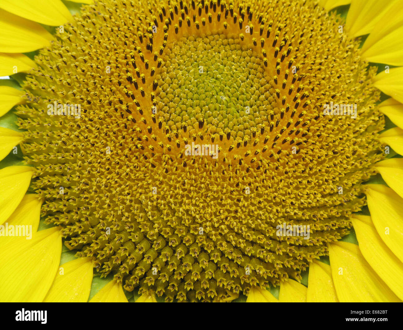 Sunflower. The bright colors of summer Stock Photo - Alamy
