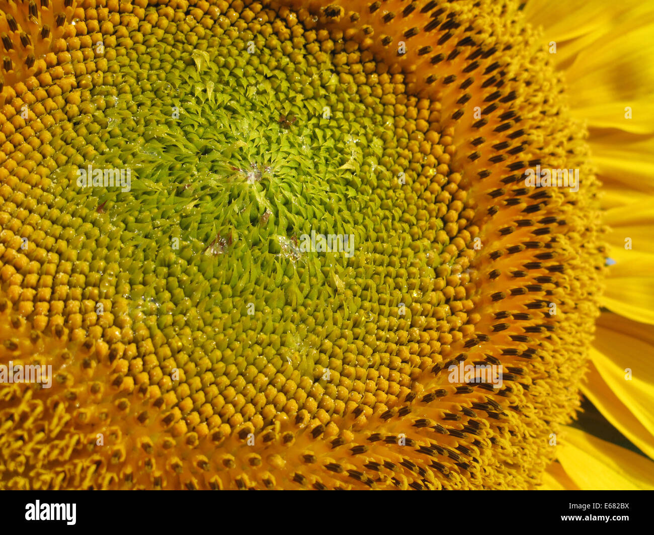 Macro shot bright sunflower hi-res stock photography and images - Alamy