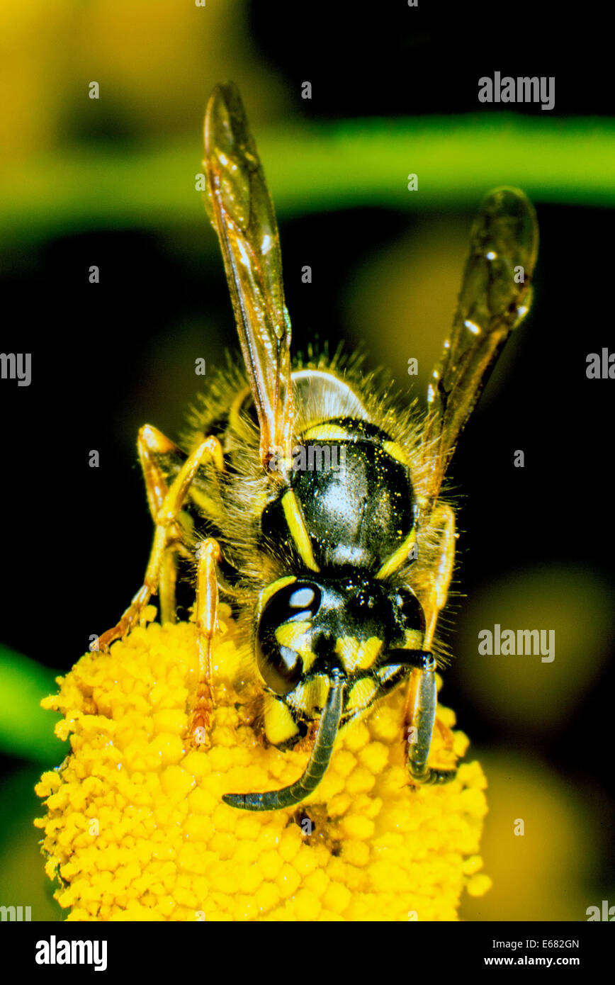 Walking wasp hi-res stock photography and images - Alamy