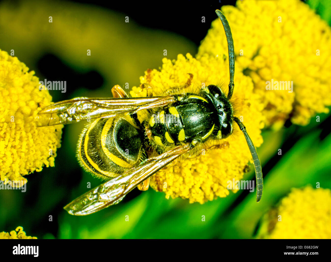 Common Wasp Vespula vulgaris Stock Photo - Alamy