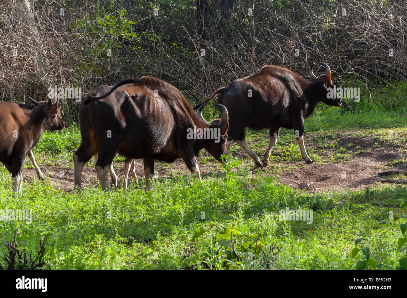 Indian bisons in the mudumalai national park of india hi-res stock ...