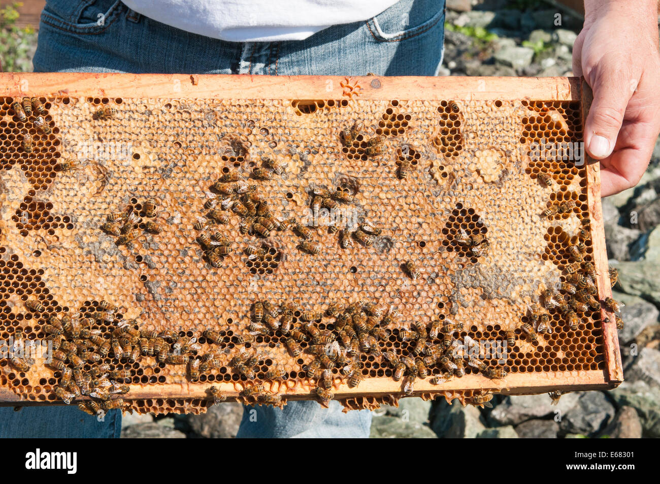Beekeeper with beehive bees nest wax honeycomb at Chilliwack River ...