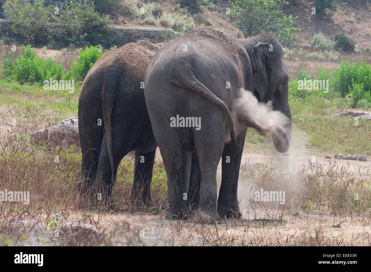 Indian Female Elephants Stock Photo - Alamy