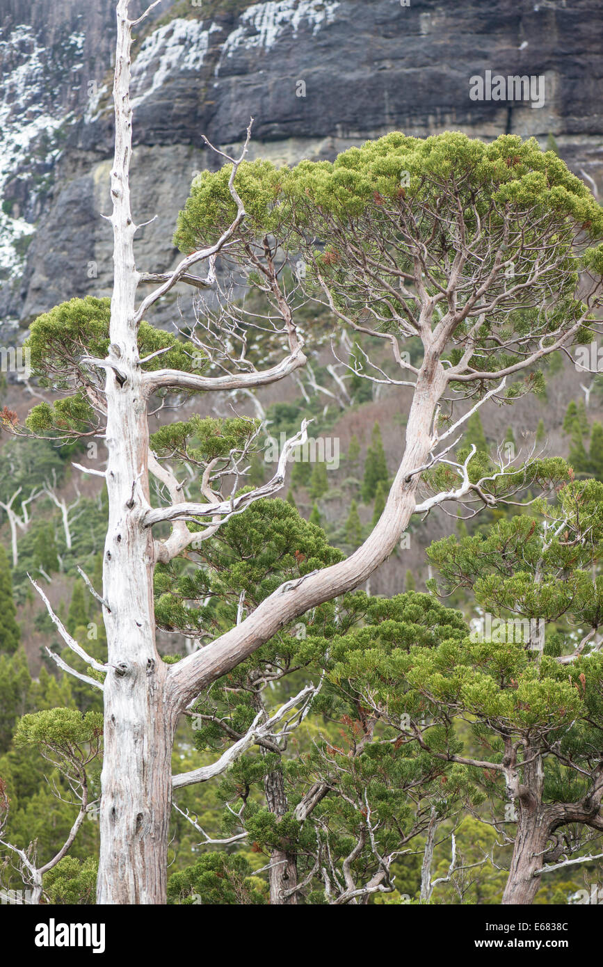 Tree track hi-res stock photography and images - Alamy