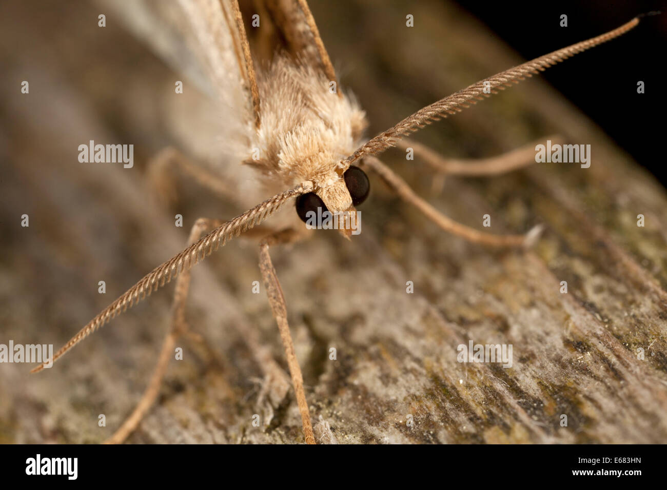 Head of a moth on a piece of wood Stock Photo - Alamy