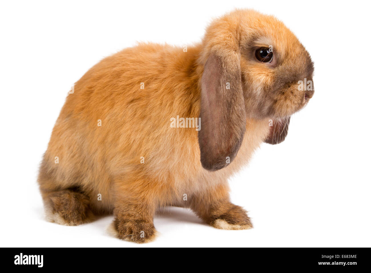 Baby of orange rabbit isolated on white background Stock Photo - Alamy