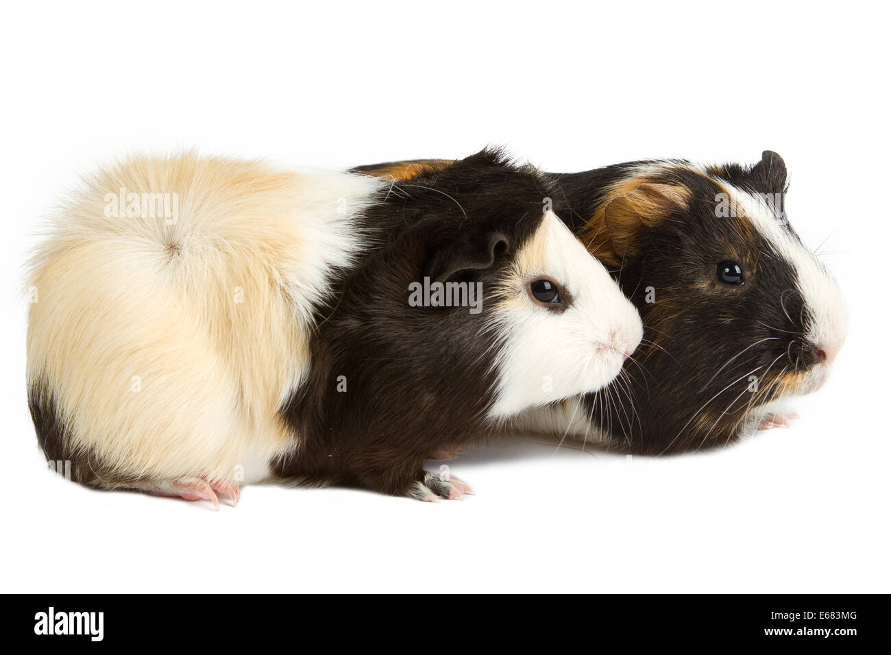 Cavia hi-res stock photography and images - Alamy