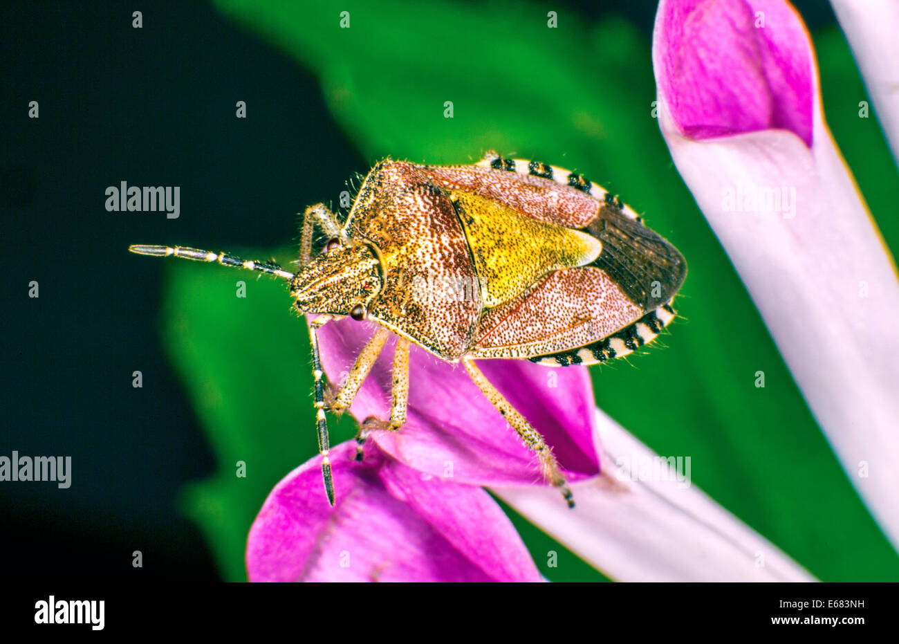 Sloe Bug or Hairy Shieldbug Stock Photo - Alamy