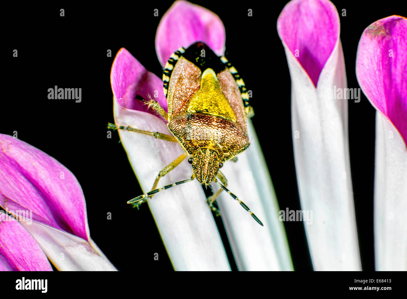 Sloe Bug aka Hairy Shieldbug Stock Photo - Alamy