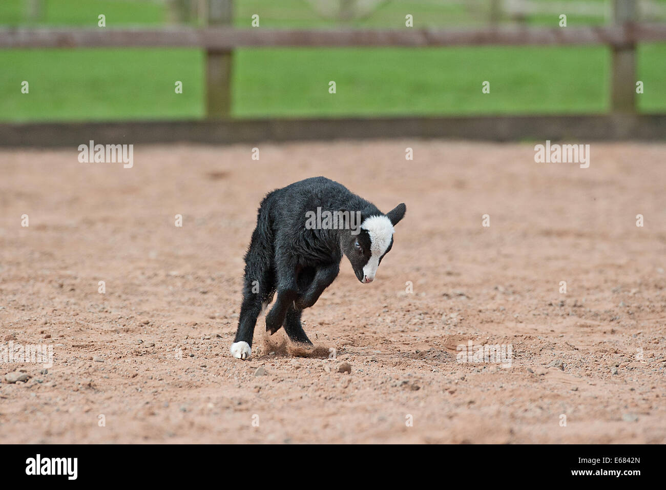 Balwen Welsh Mountain sheep Stock Photo - Alamy
