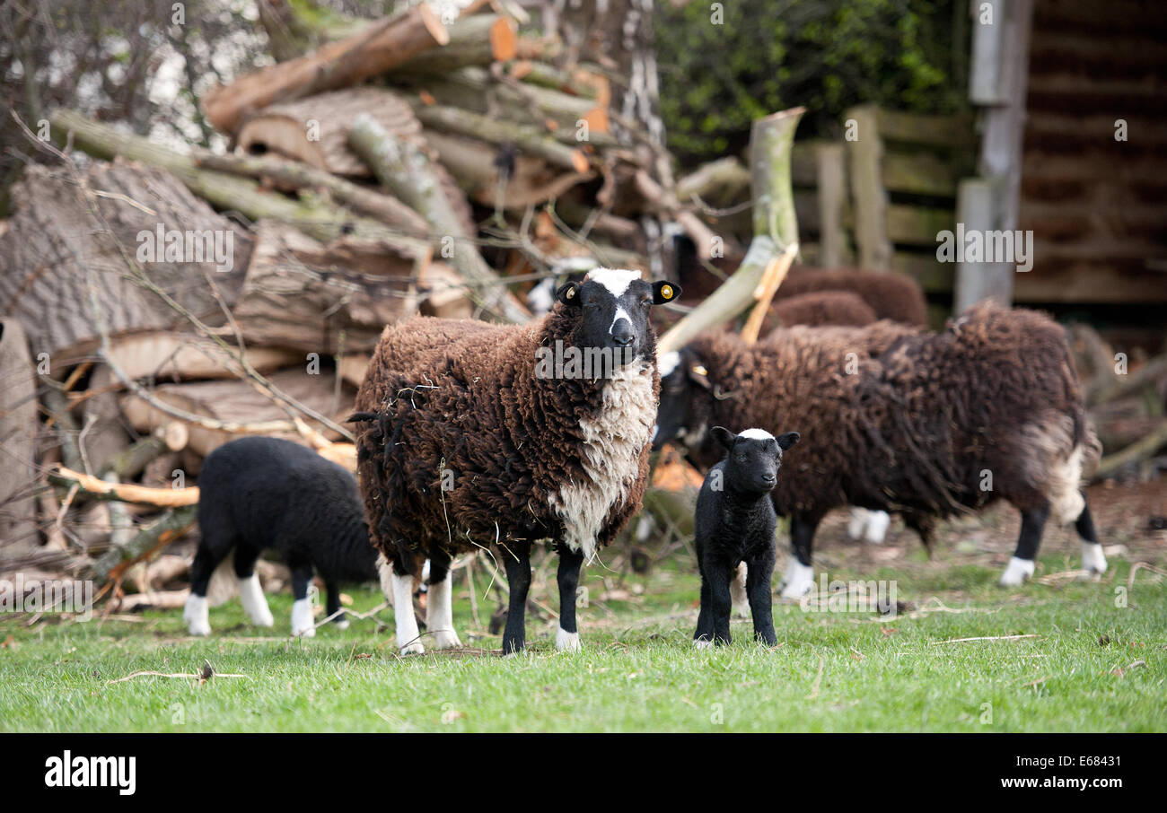 Balwen Welsh Mountain sheep Stock Photo - Alamy