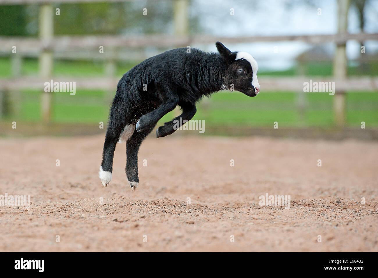 Balwen welsh mountain hi-res stock photography and images - Alamy