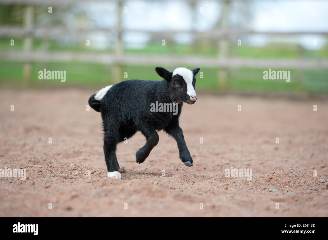 Balwen Welsh Mountain sheep Stock Photo - Alamy