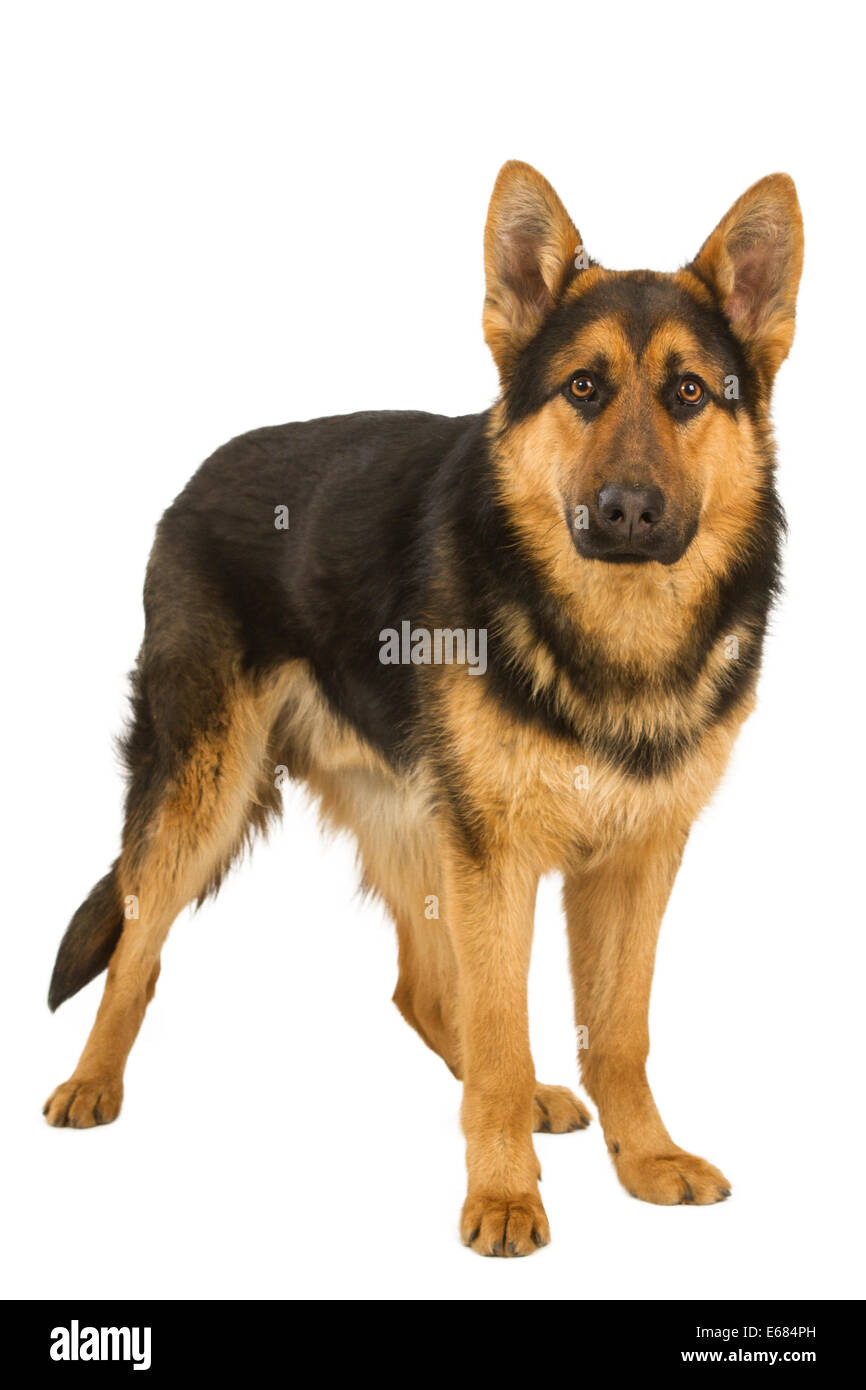 German Shepherd lying in front, isolated on white background, studio ...