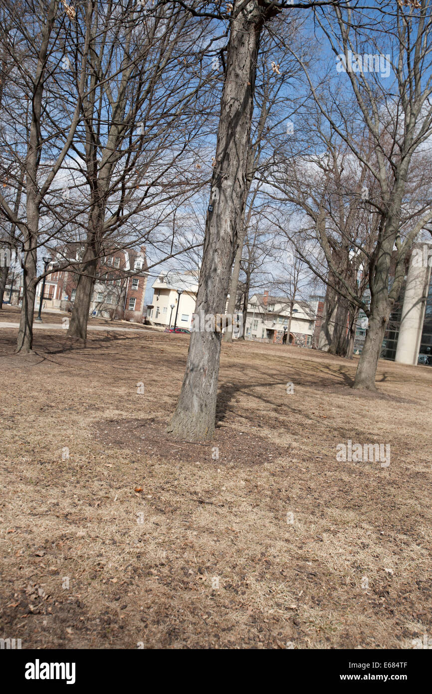 Effects of winter onto trees in Michigan, USA Stock Photo - Alamy