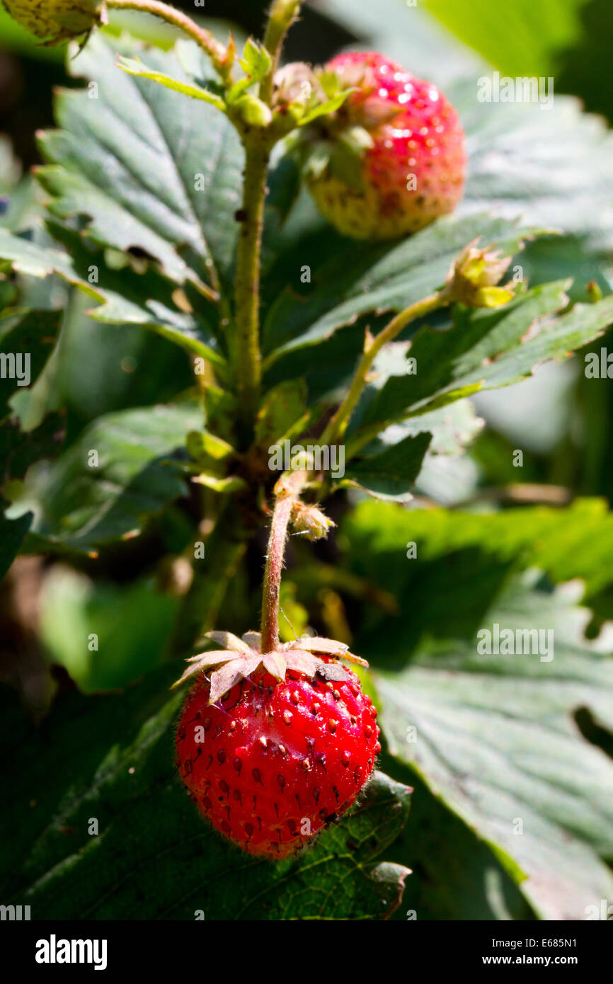 Fresh strawberry, natural green background Strawberry bush growing in ...