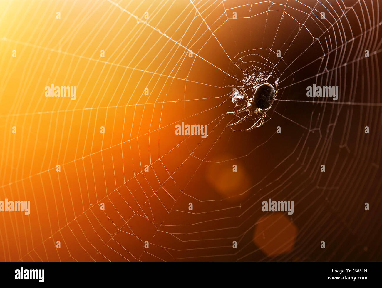 Spider web with colorful background Stock Photo - Alamy